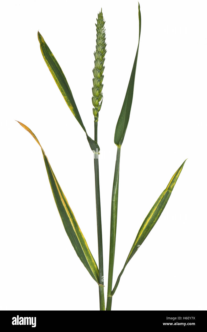 Yellow leaf stripe or Cephalosporium stripe, Cephalosporium gramineum ...