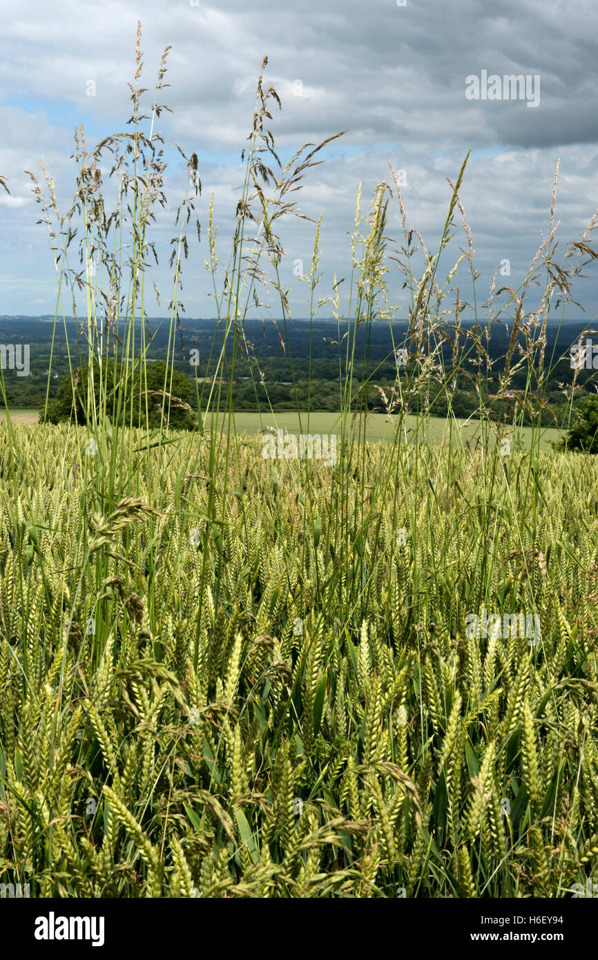 False Oat Grass High Resolution Stock Photography and Images - Alamy