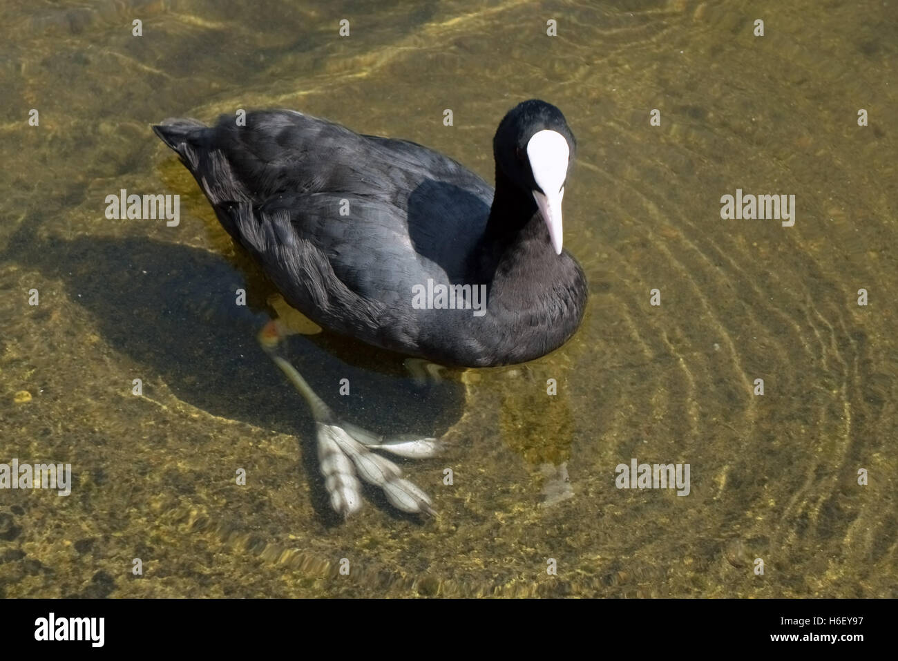Coot foot uk hi-res stock photography and images - Alamy