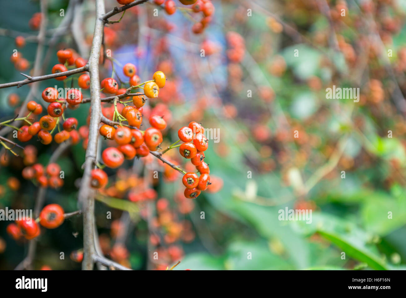 Close focus on orange hawthorn berry hanging on bench with blurry focus ...