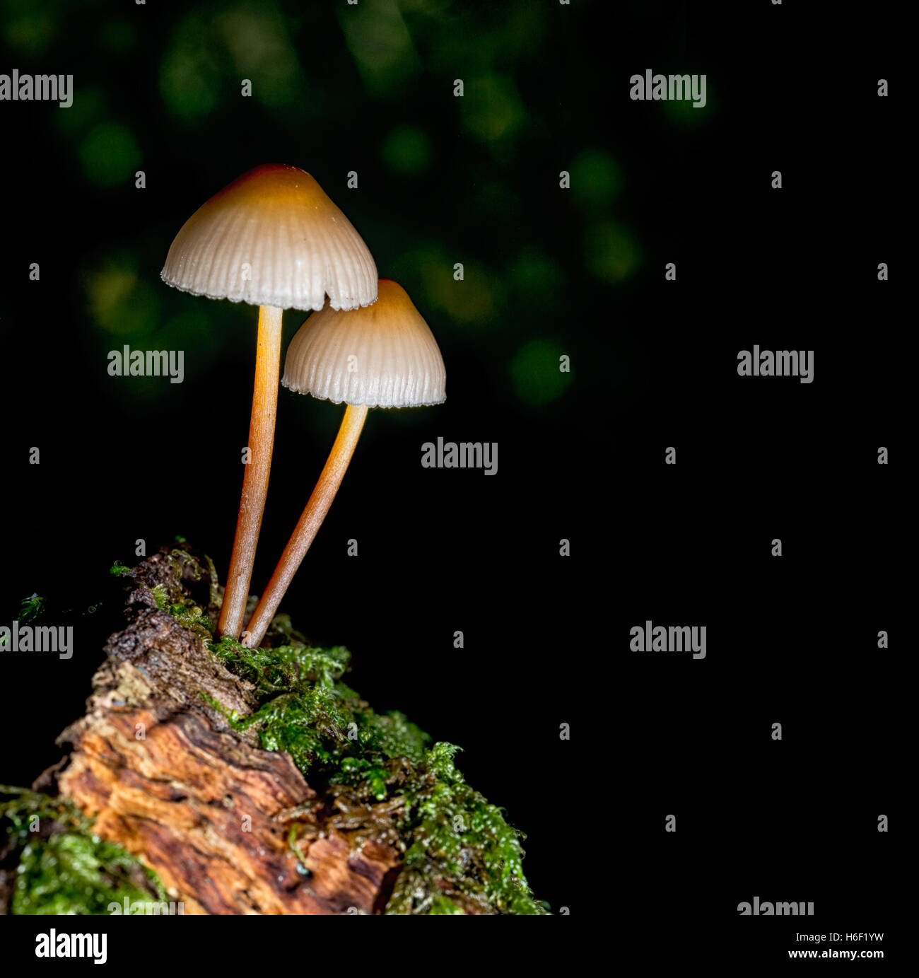 Grooved bonnet toadstool, mushroom.Mycena polygramma Stock Photo - Alamy