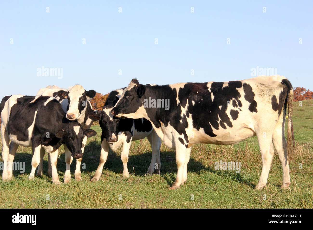 Wisconsin field grass hi-res stock photography and images - Alamy