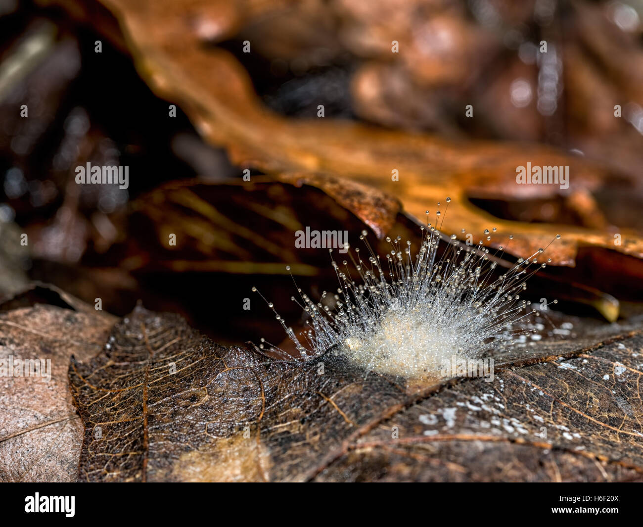 Pilobolus fungus hi-res stock photography and images - Alamy