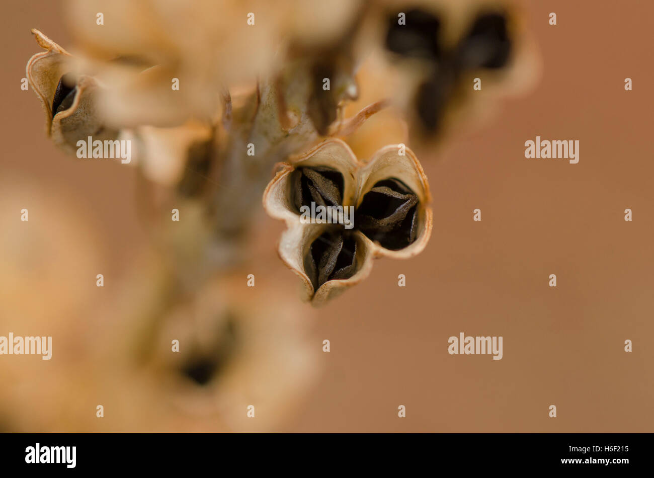 Seed pods in nature hi-res stock photography and images - Alamy