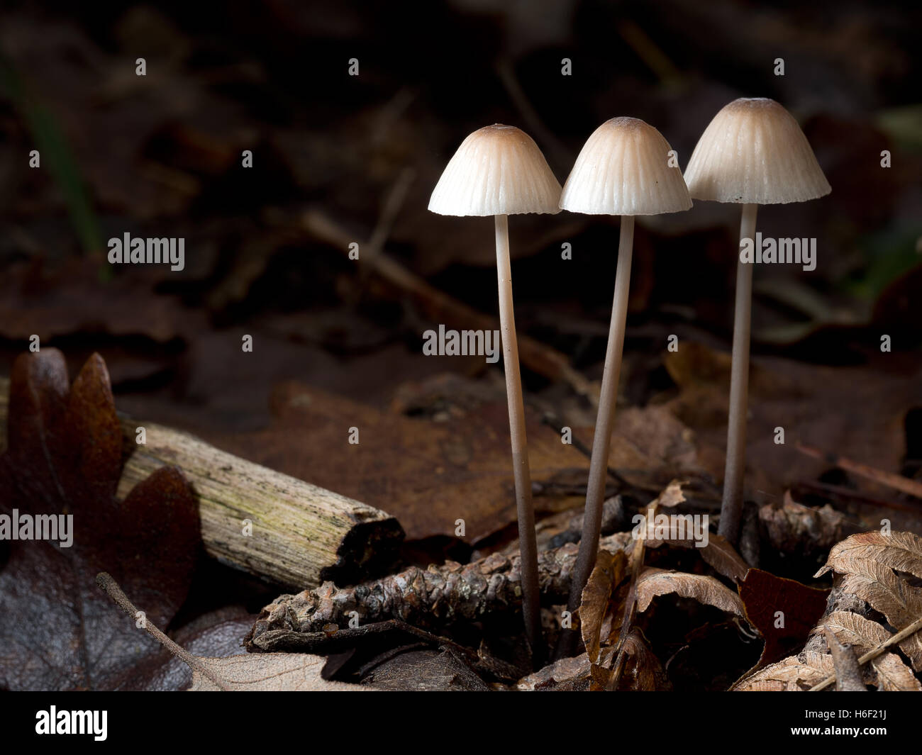 Grooved bonnet hi-res stock photography and images - Alamy