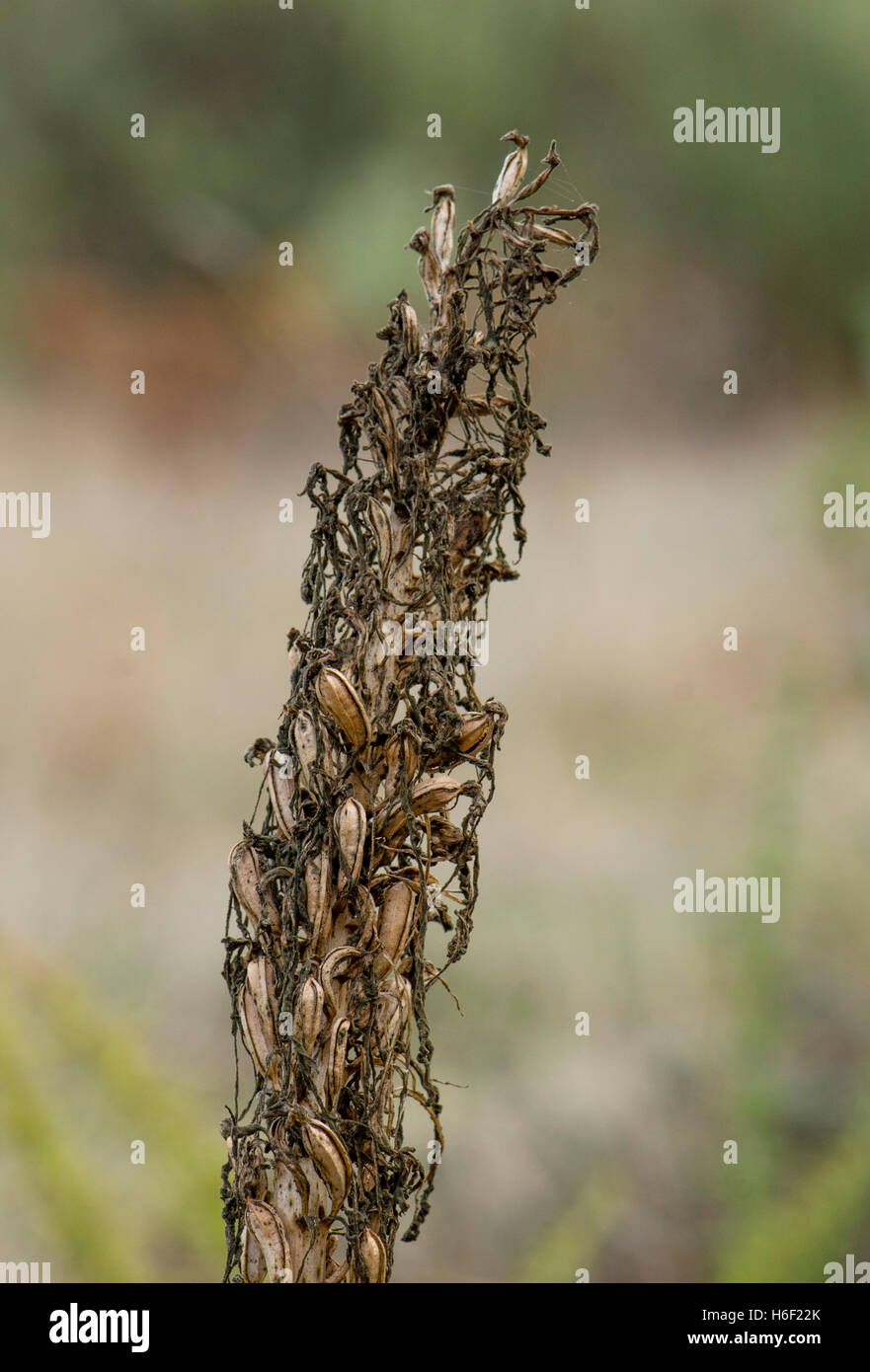Seed pods of Lizard orchid, Himantoglossum hircinum, inflorescence ...