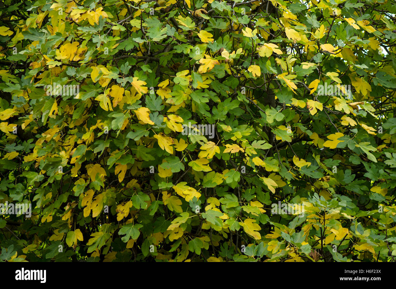 Pattern of Fig tree leaves (Ficus carica) in autumn, Spain Stock Photo ...