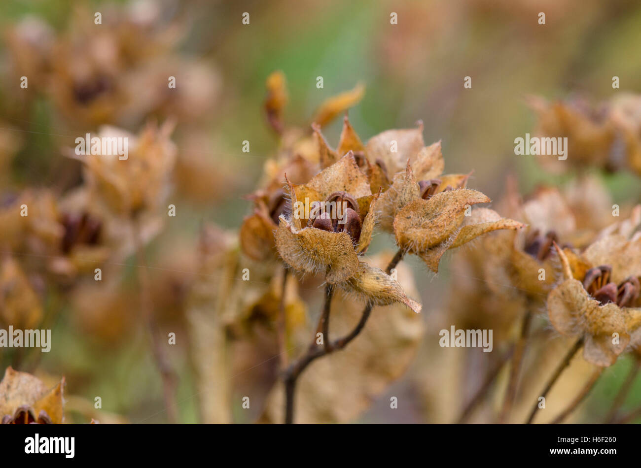 Dry seed pods in autumn, Spain Stock Photo - Alamy