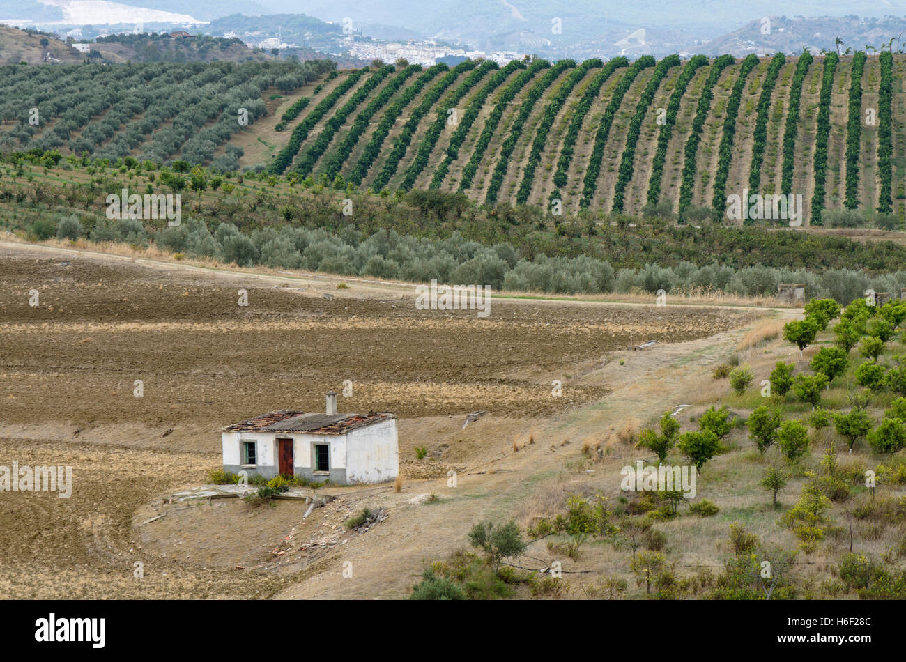 Andalusian farmland with small farmhouse, countryside, Malaga, Spain ...