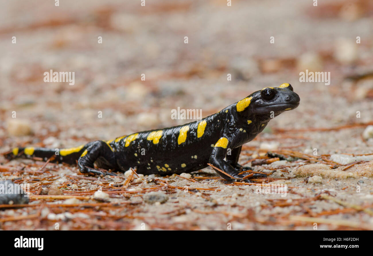 European fire salamander (Salamandra salamandra longirostris ...