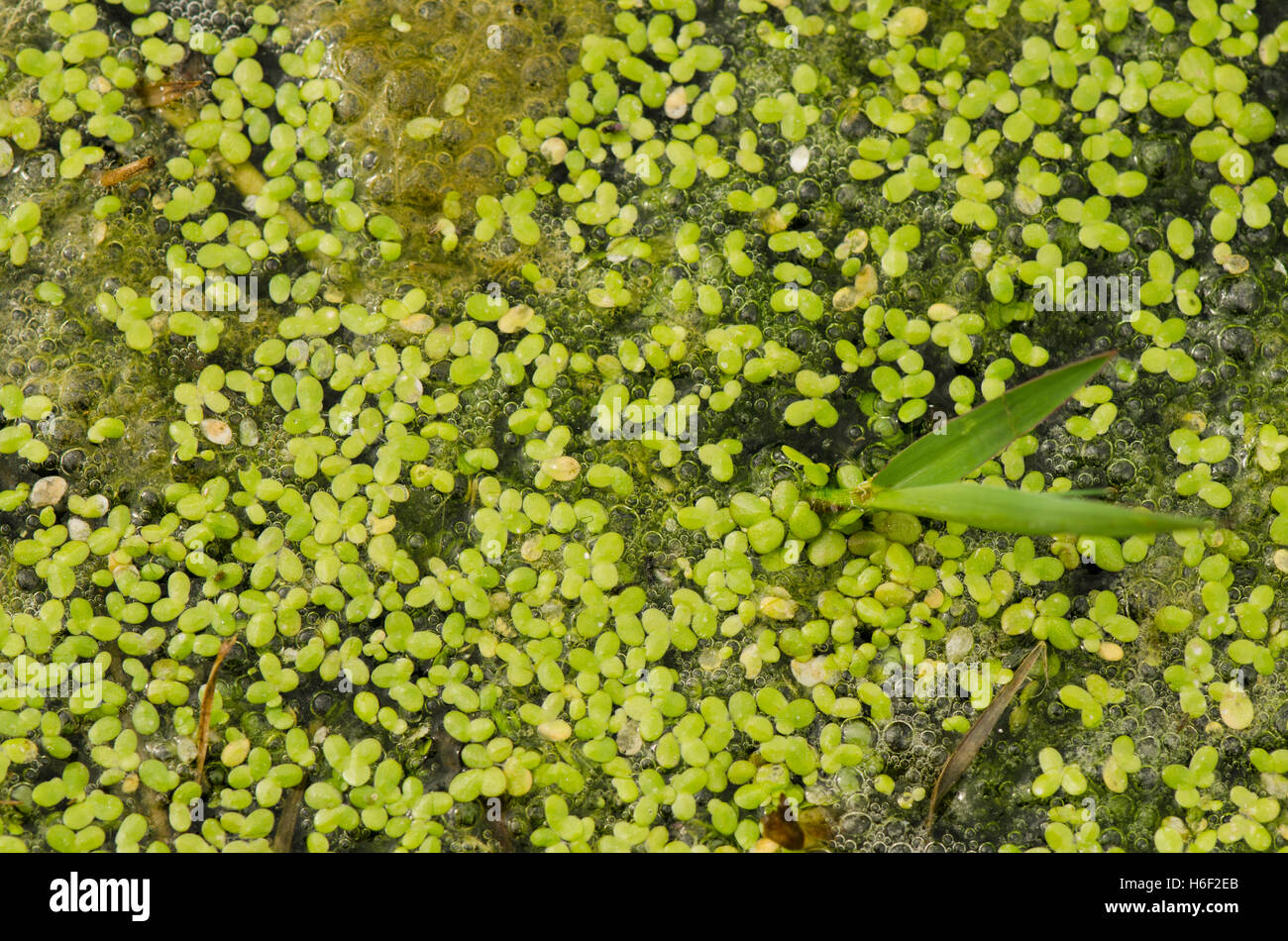 Duckweeds, or water lens, Wolffia, floating on water surface.Spain ...
