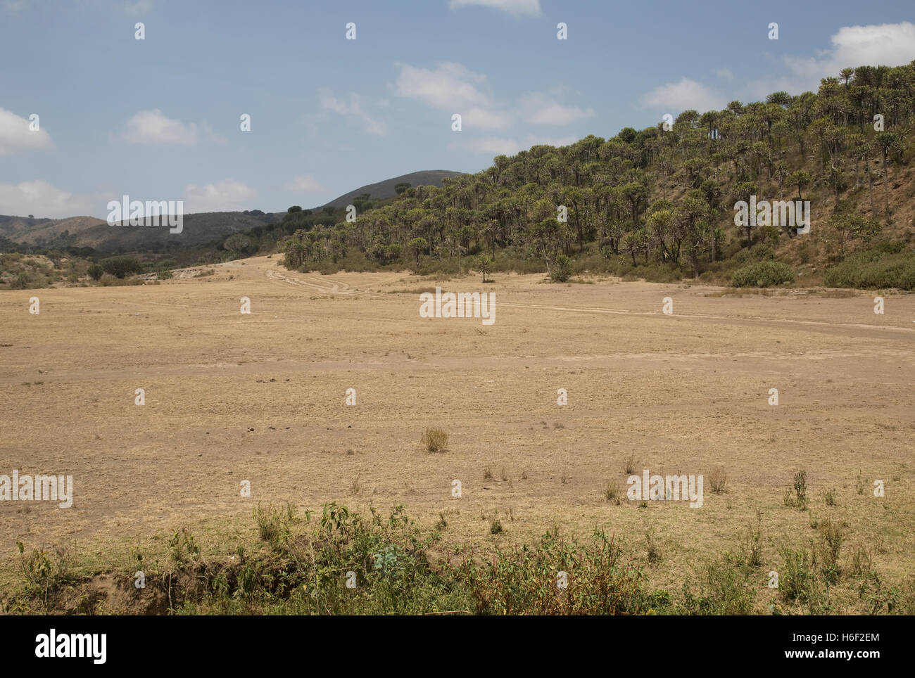 Bare ground cleared of vegetation with adjacent forest next to Kamere ...
