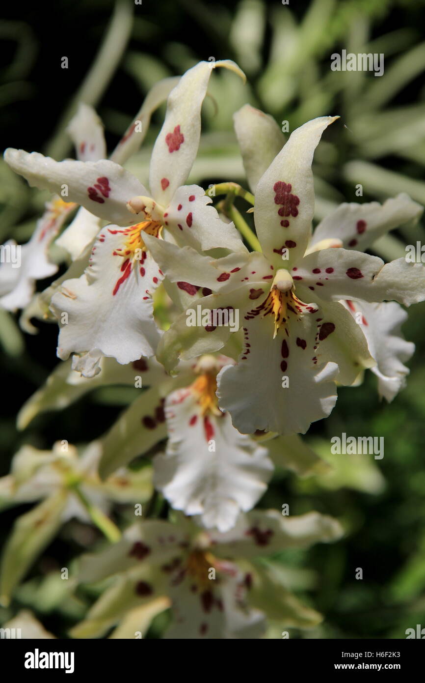 Gorgeous vertical image of colorful exotic orchids in landscaped ...