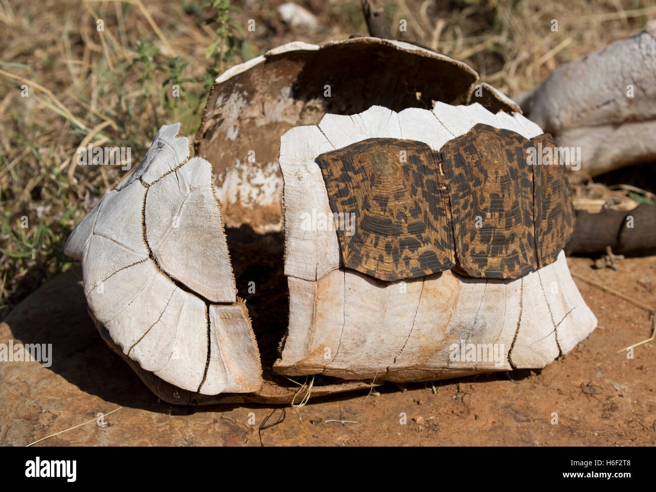 Bony carapace of tortoise shell with some keratin scutes remaining ...
