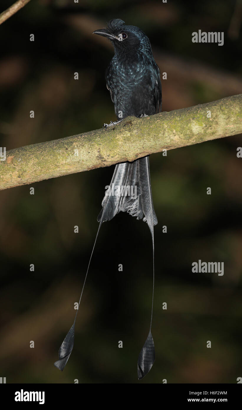 Racket tailed drongo hi-res stock photography and images - Alamy