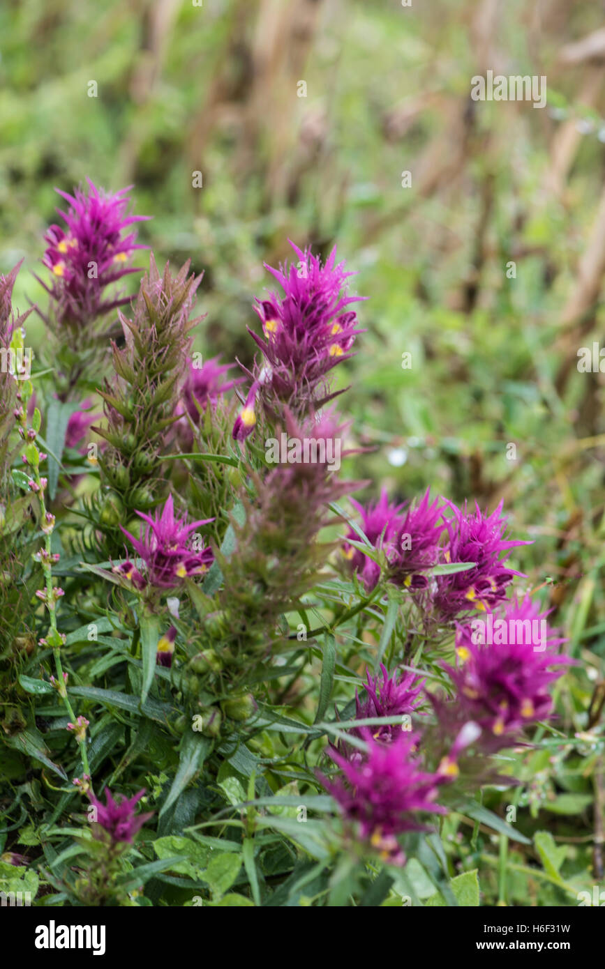 Melampyrum arvense, field cow-wheat, growing in field margins, Isle of ...