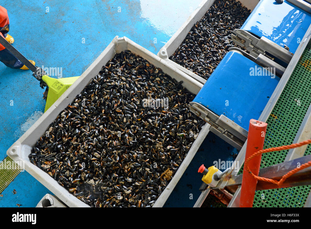 Rope grown mussels hi-res stock photography and images - Alamy
