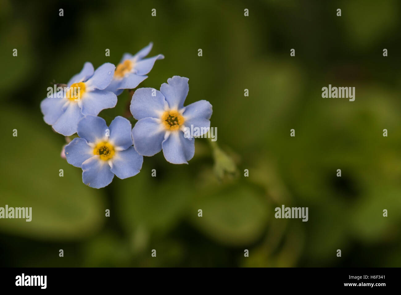 Scorpioid cyme hi-res stock photography and images - Alamy