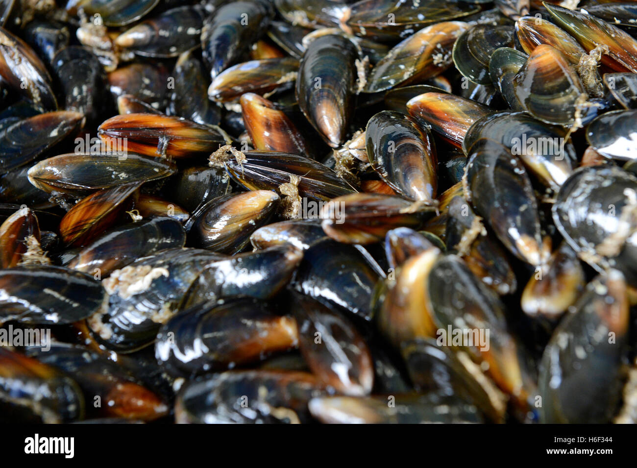 Sea grown mussels grown of the west side of Shetland Scotland being ...