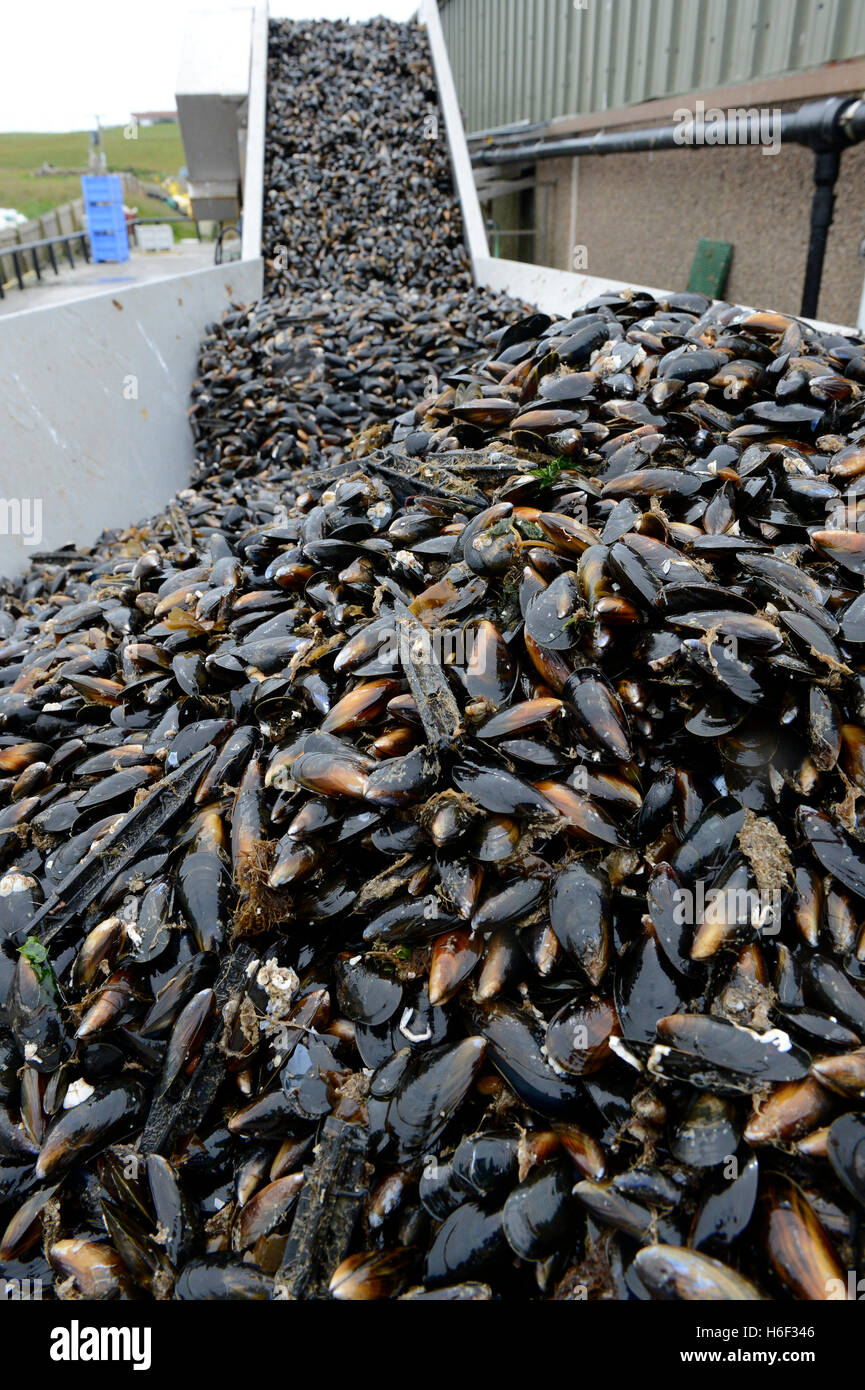 Sea grown mussels grown of the west side of Shetland Scotland being ...