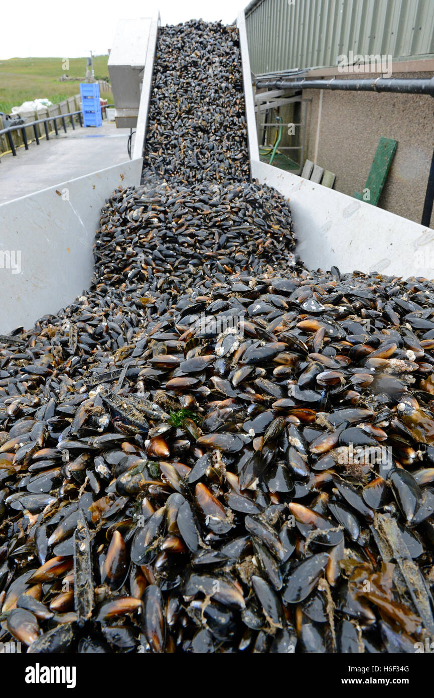 Sea grown mussels grown of the west side of Shetland Scotland being ...