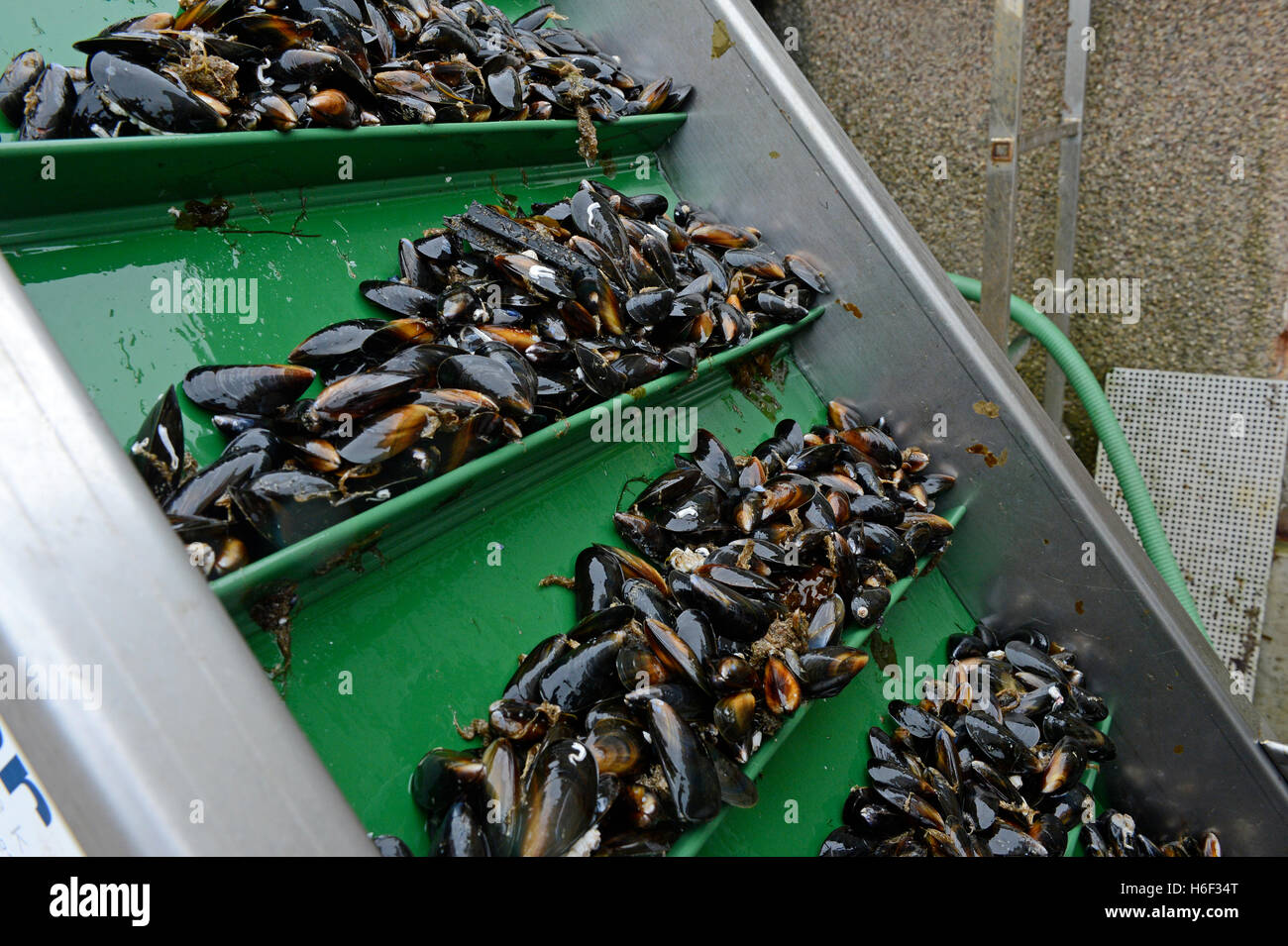 Sea grown mussels grown of the west side of Shetland Scotland being ...