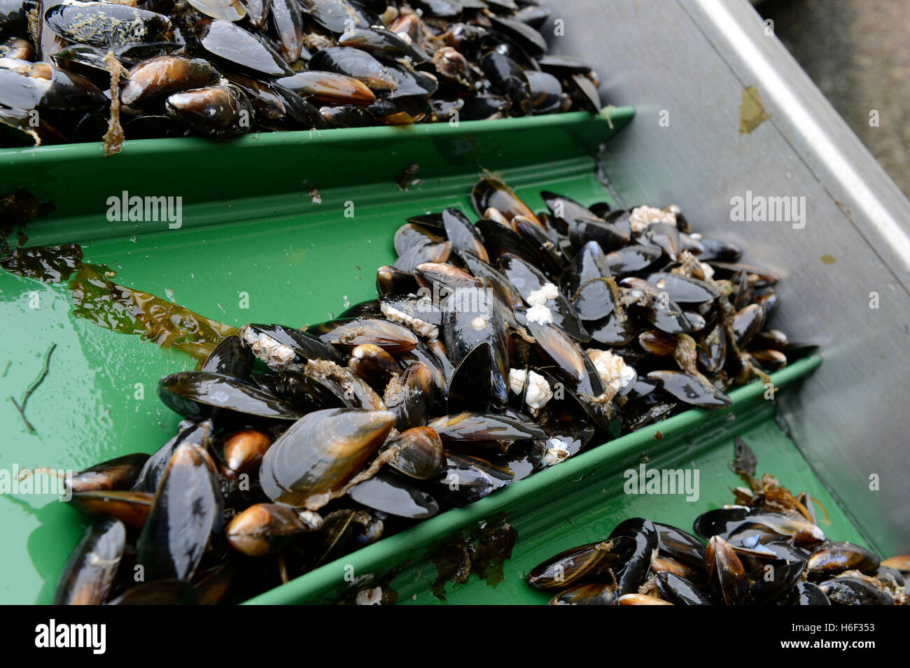 Sea grown mussels grown of the west side of Shetland Scotland being ...