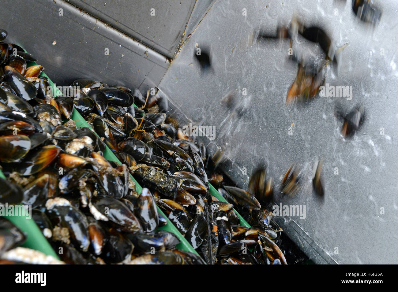 Sea grown mussels grown of the west side of Shetland Scotland being ...