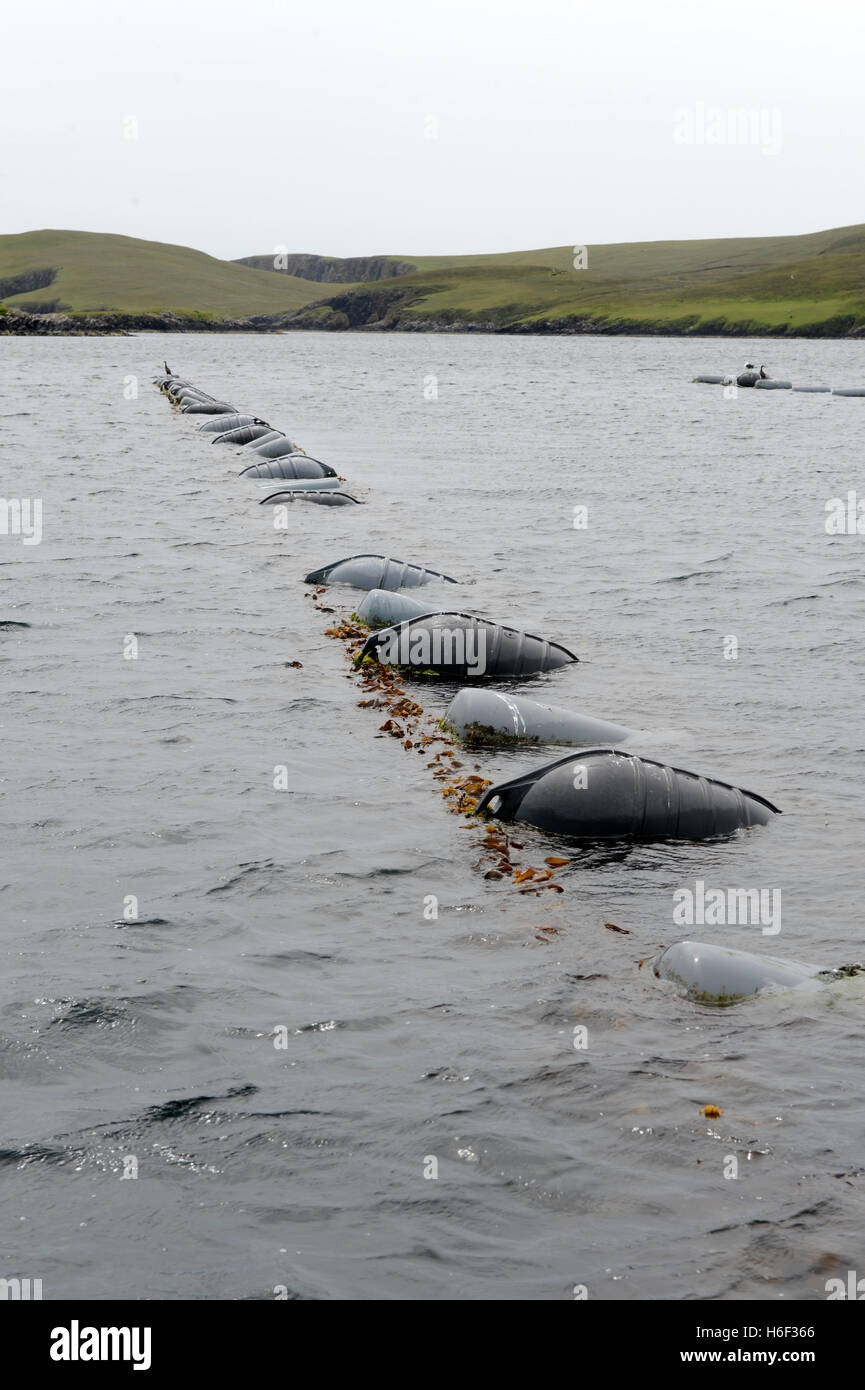 Shetland mussels hi-res stock photography and images - Alamy