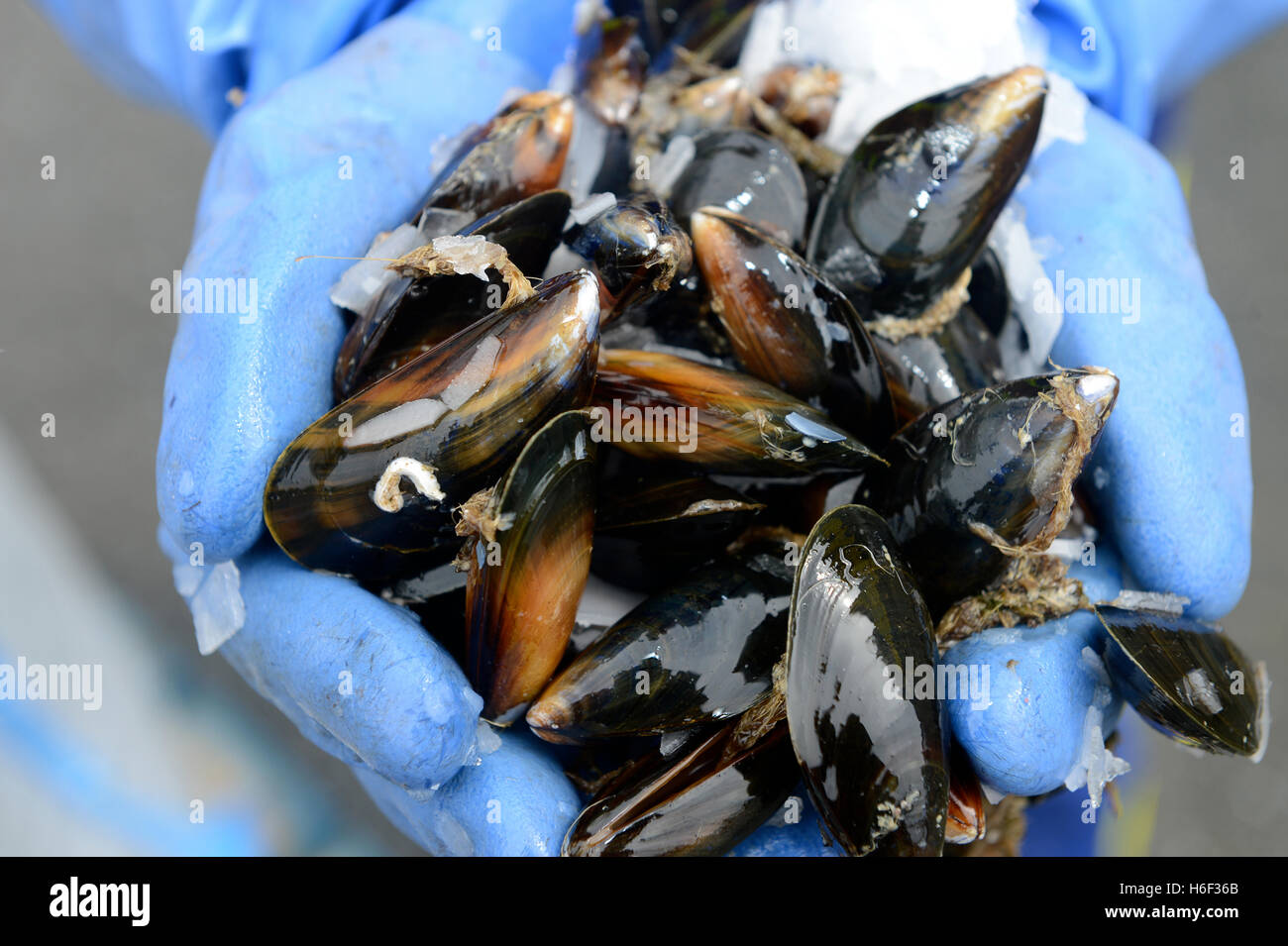 Rope grown mussels hi-res stock photography and images - Alamy