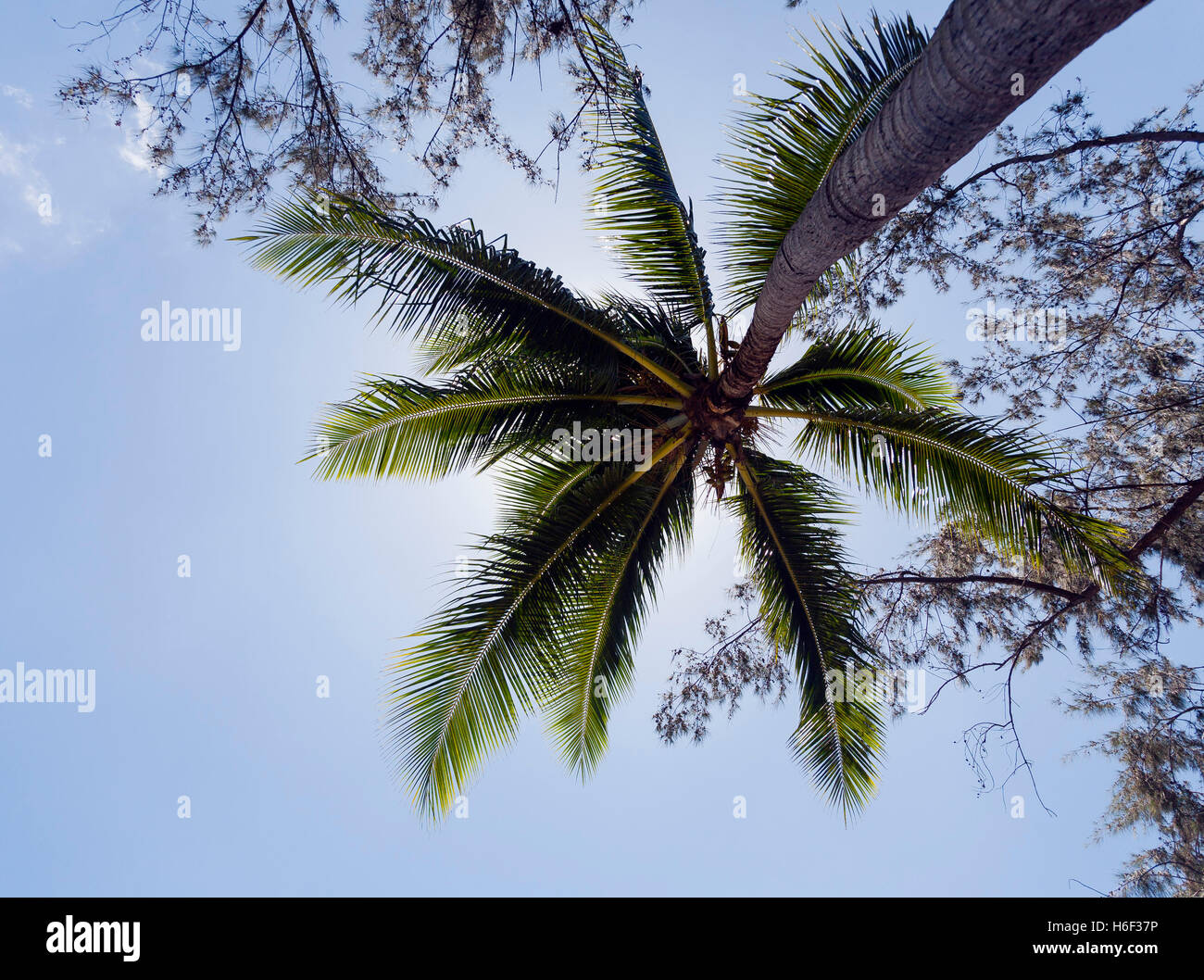 South pacific palm leaf hi-res stock photography and images - Alamy