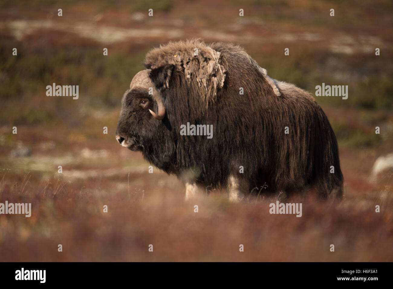 Musk ox hi-res stock photography and images - Alamy