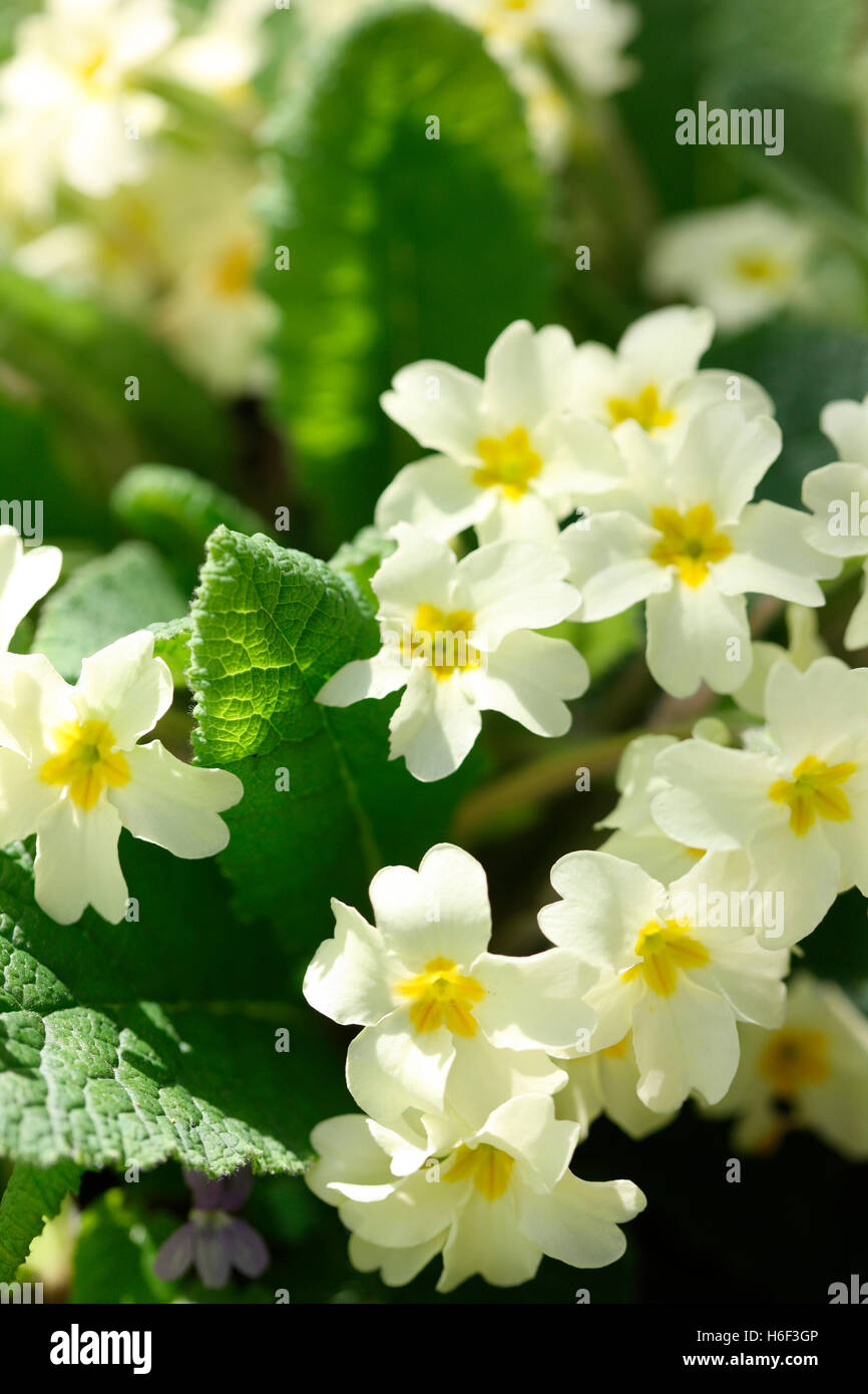primroses in springtime Jane Ann Butler Photography JABP1666 Stock ...