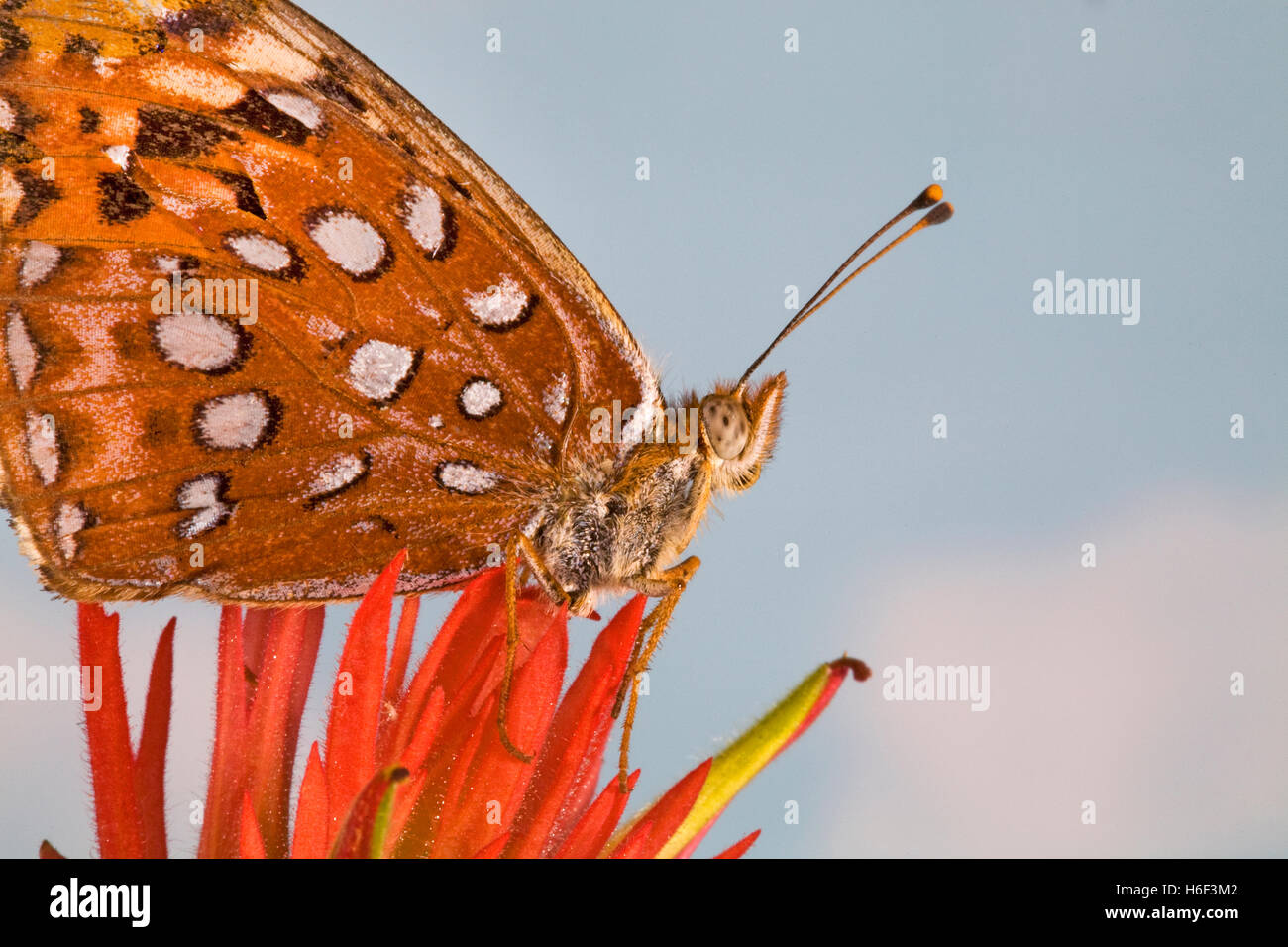 A fritillary butterfly looking for nectar in an Indian paintbrush ...