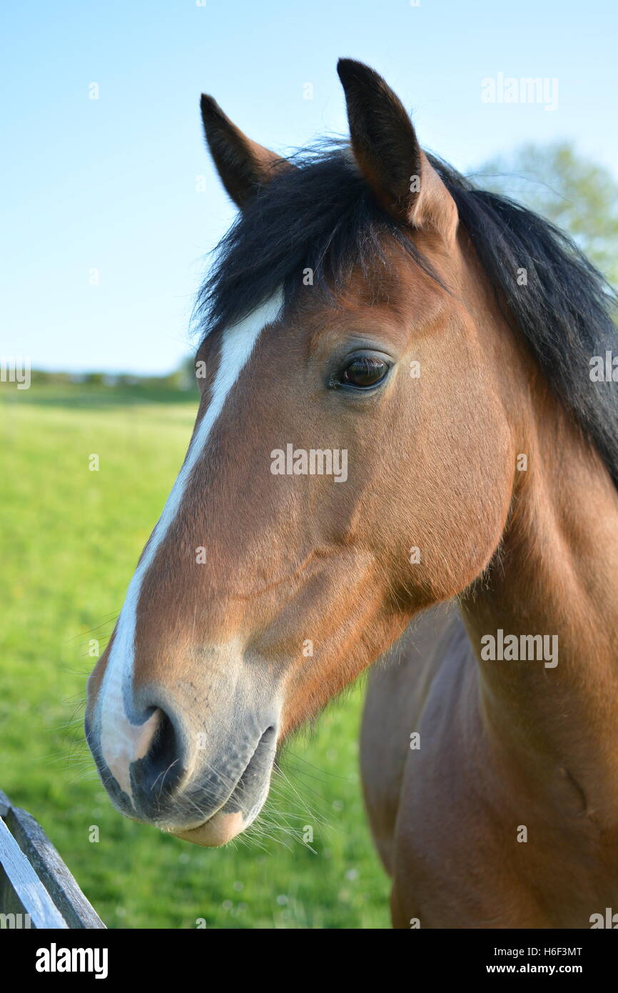 Horse Pony Portrait Stock Photo - Alamy