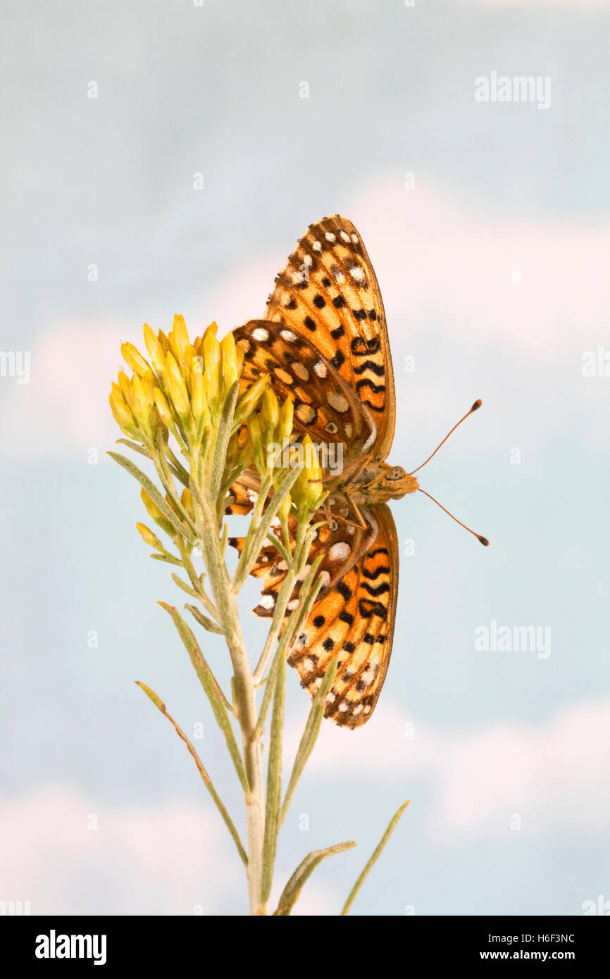 An Atlantis fritillary, Speyeria atlantis, butterfly Stock Photo - Alamy