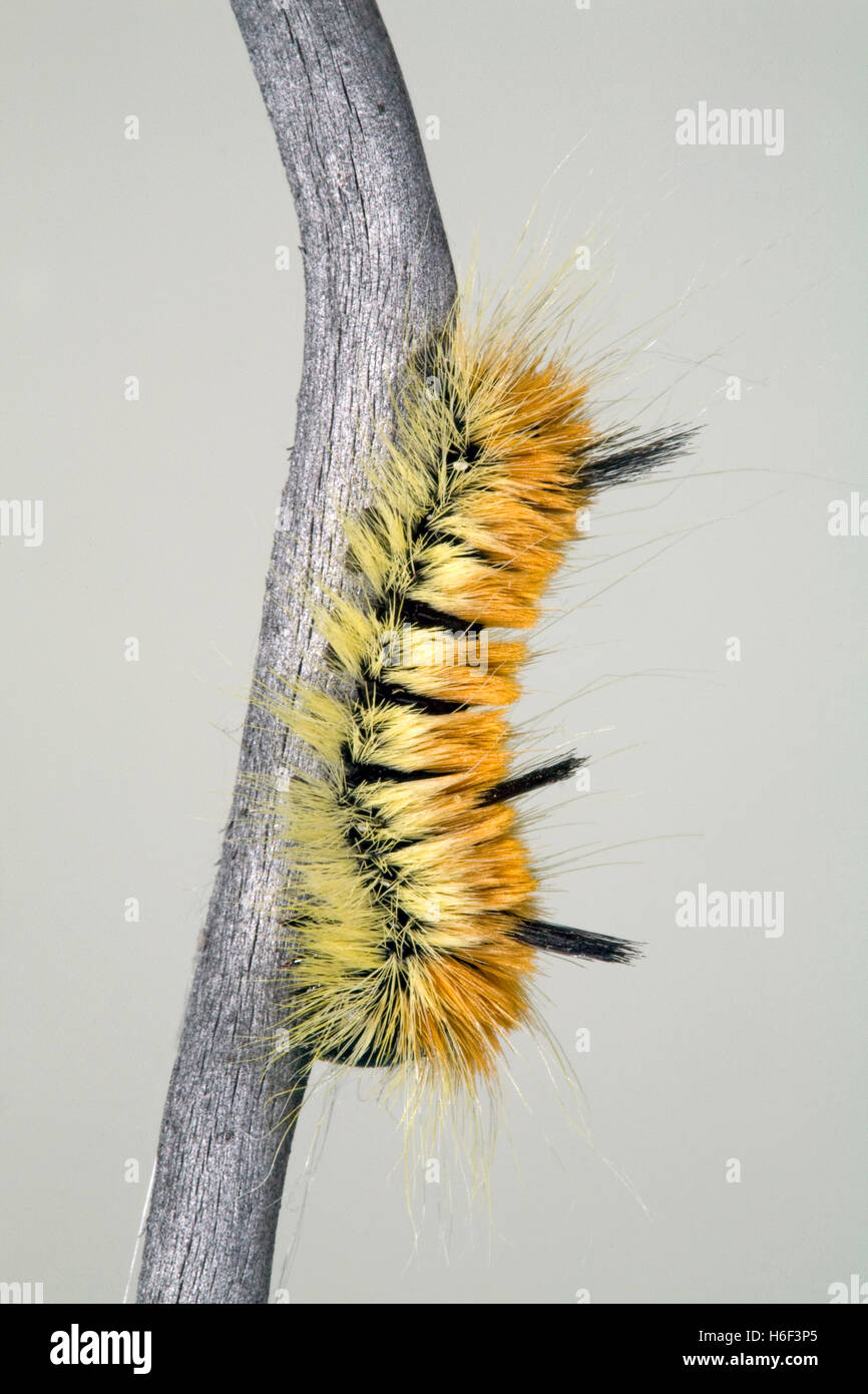 The caterpillar of the fingered dagger moth or alder dagger (Acronicta ...