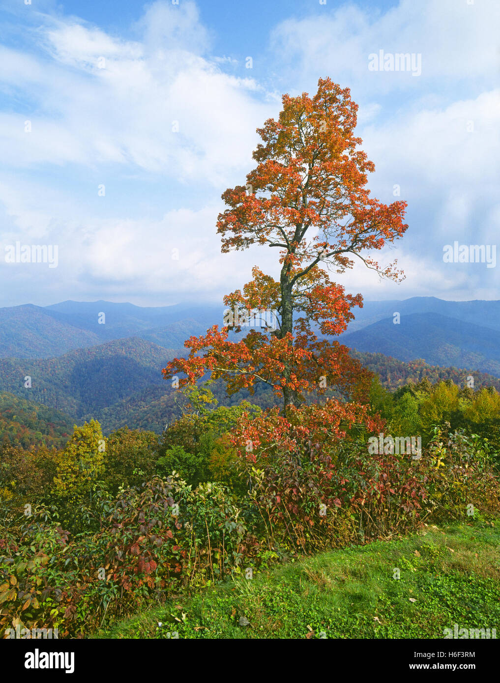 An ancient oak tree turns red in the autumn and towers over the ...