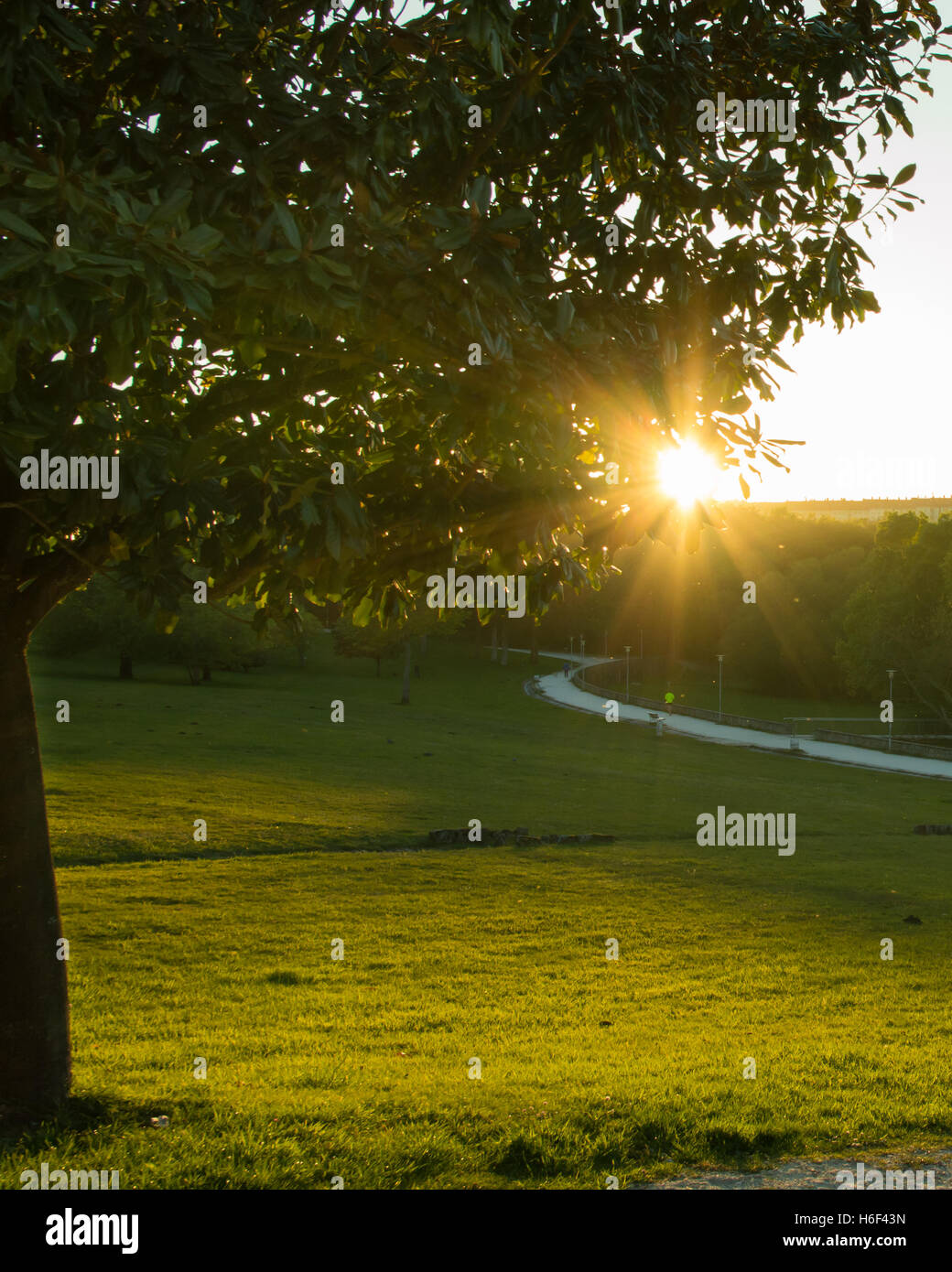 Light behind leaf hi-res stock photography and images - Alamy