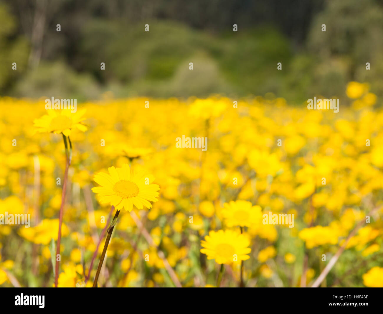 Field of yellow flowers Stock Photo - Alamy