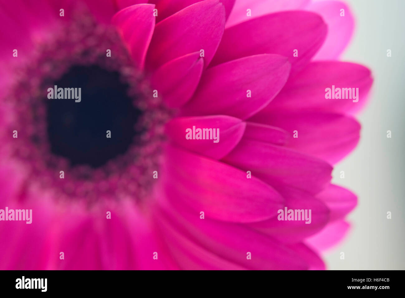 Petals of a Bright Pink Gerbera Stock Photo - Alamy