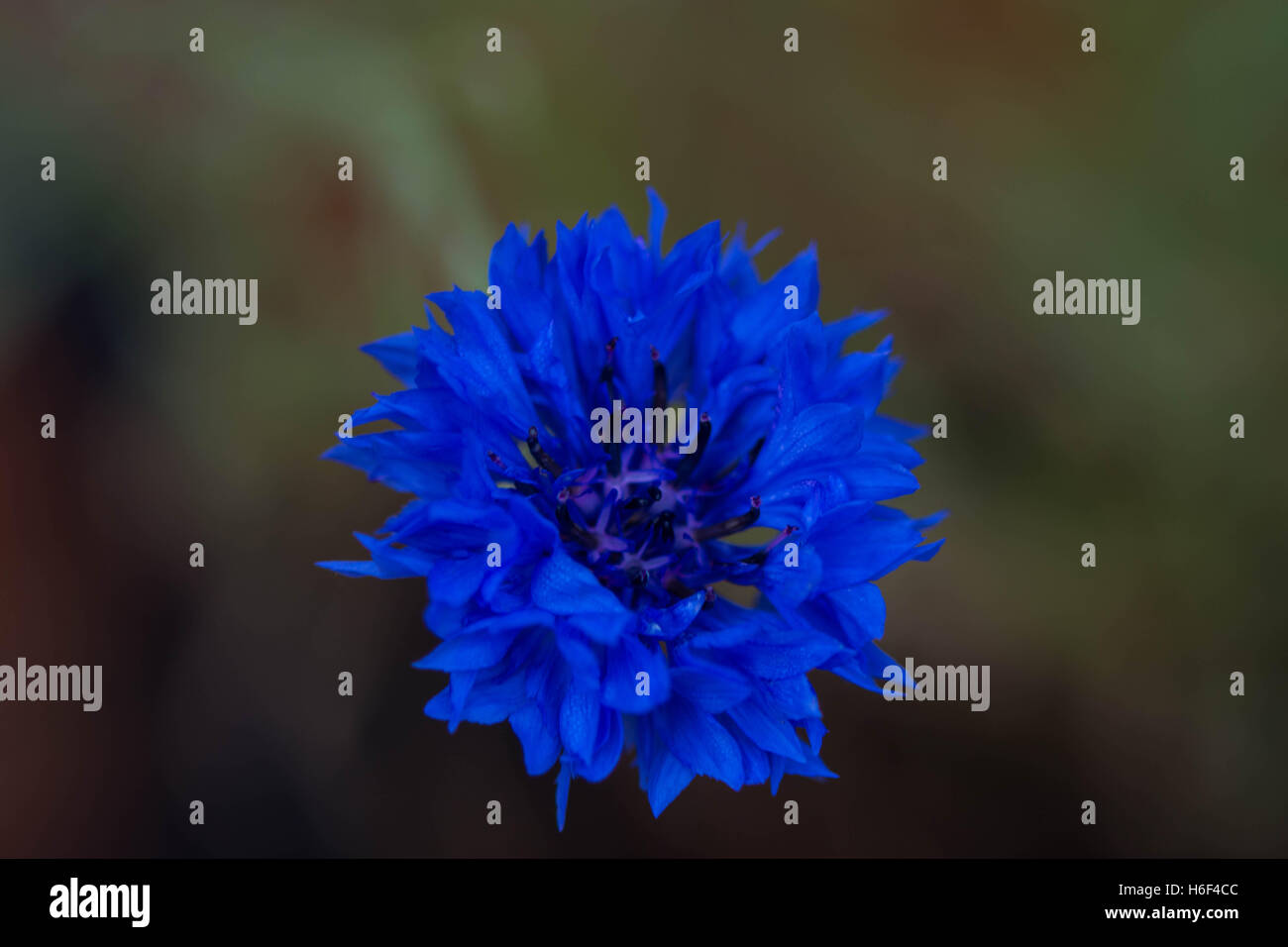 Light blue cornflower hi-res stock photography and images - Alamy