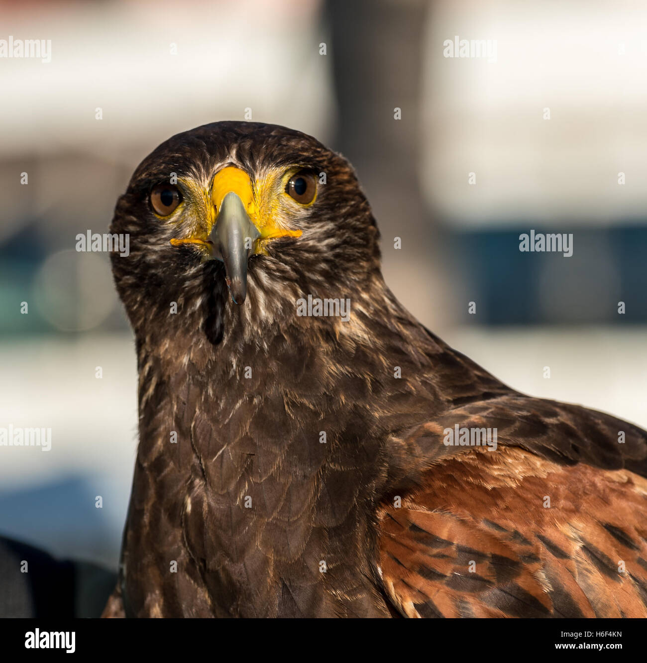 Close up of 2 year old female Harris Hawk showing detail of eyes and ...