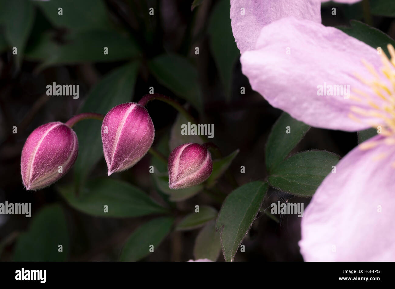 Clematis buds hi-res stock photography and images - Alamy