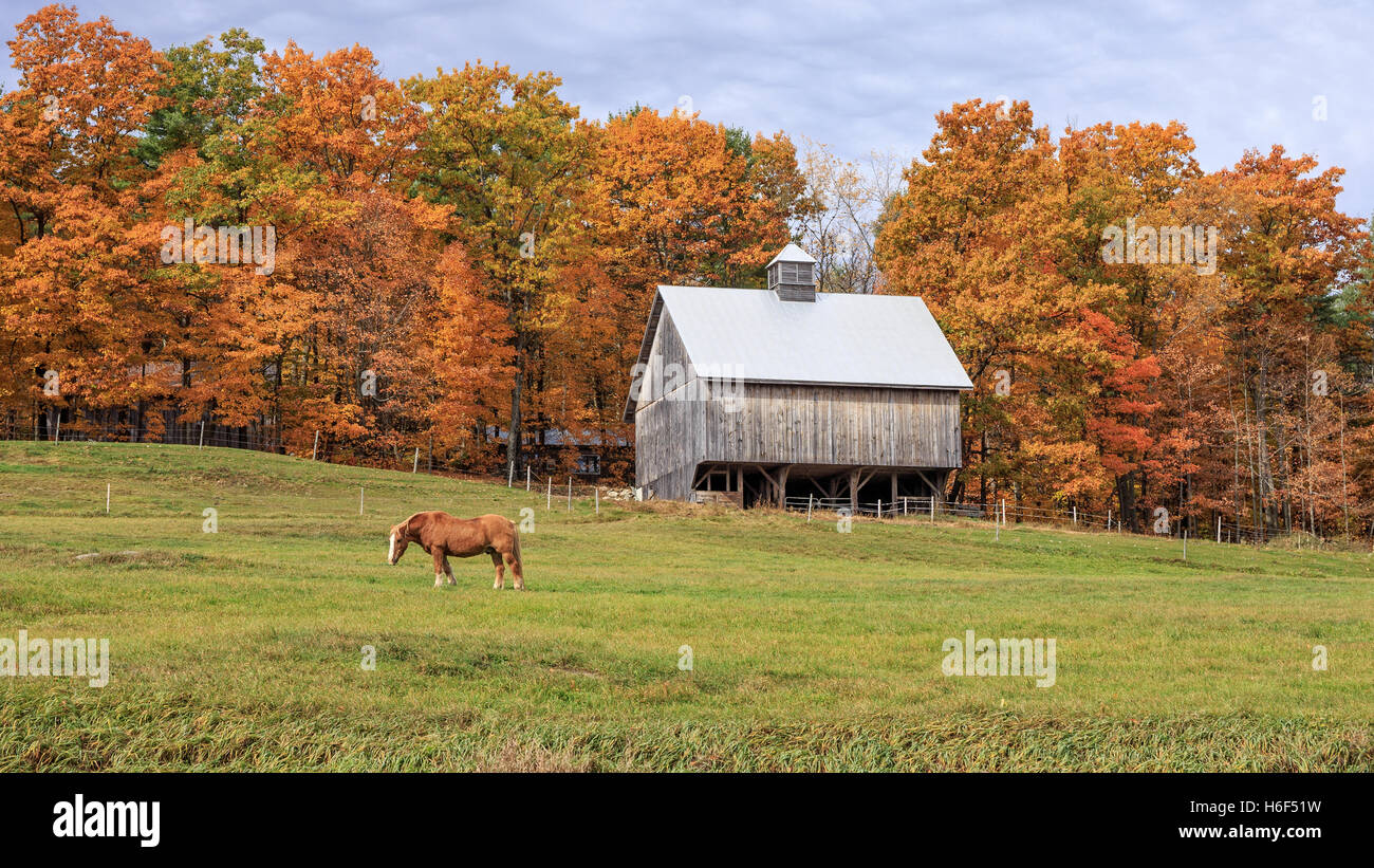 A horse in a pasture with barn and fall foliage in the background Stock ...