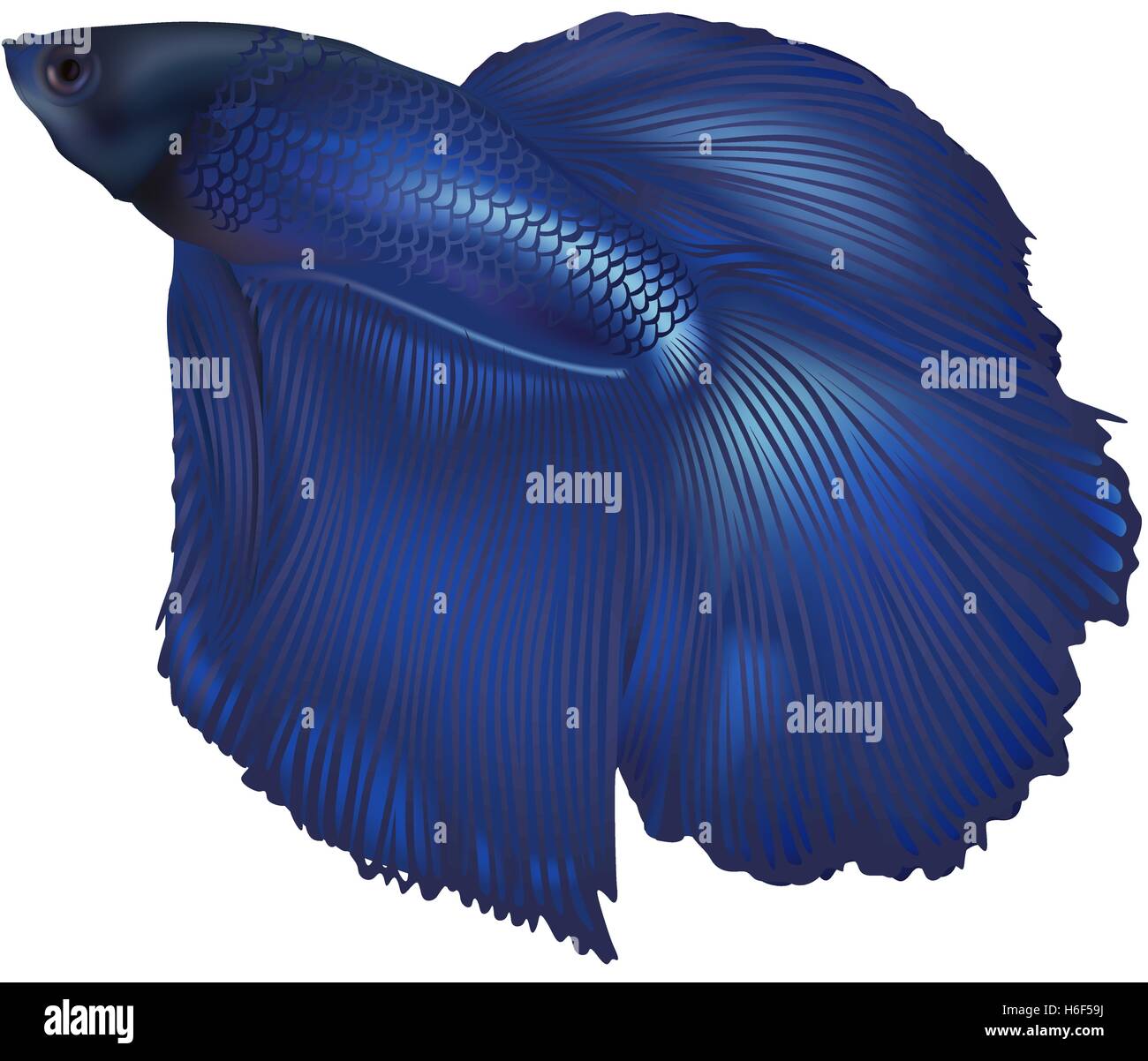 Blue siamese fish Stock Vector Images - Alamy