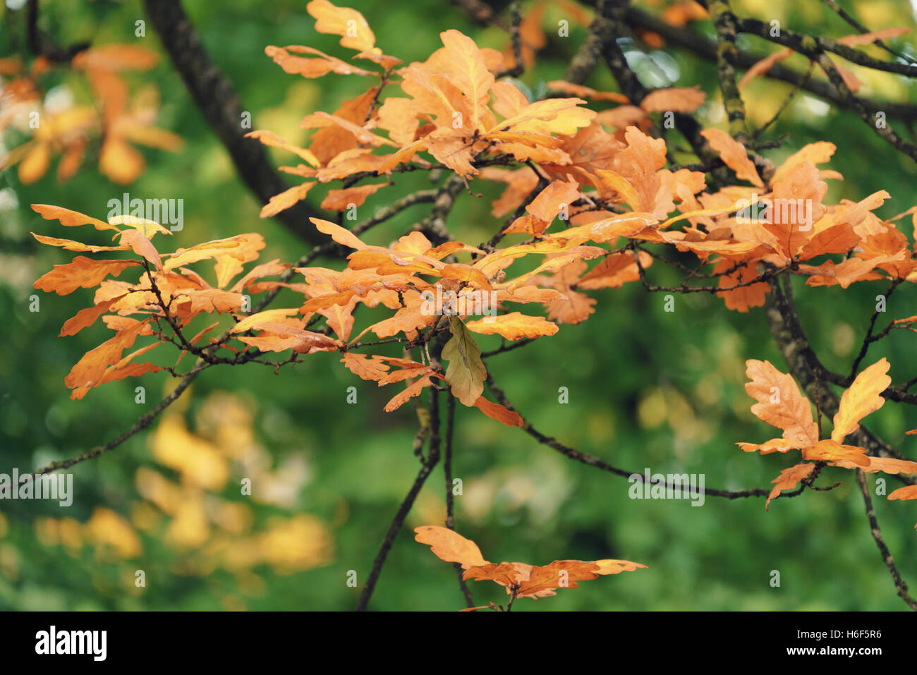 Southern red oak leaves hi-res stock photography and images - Alamy