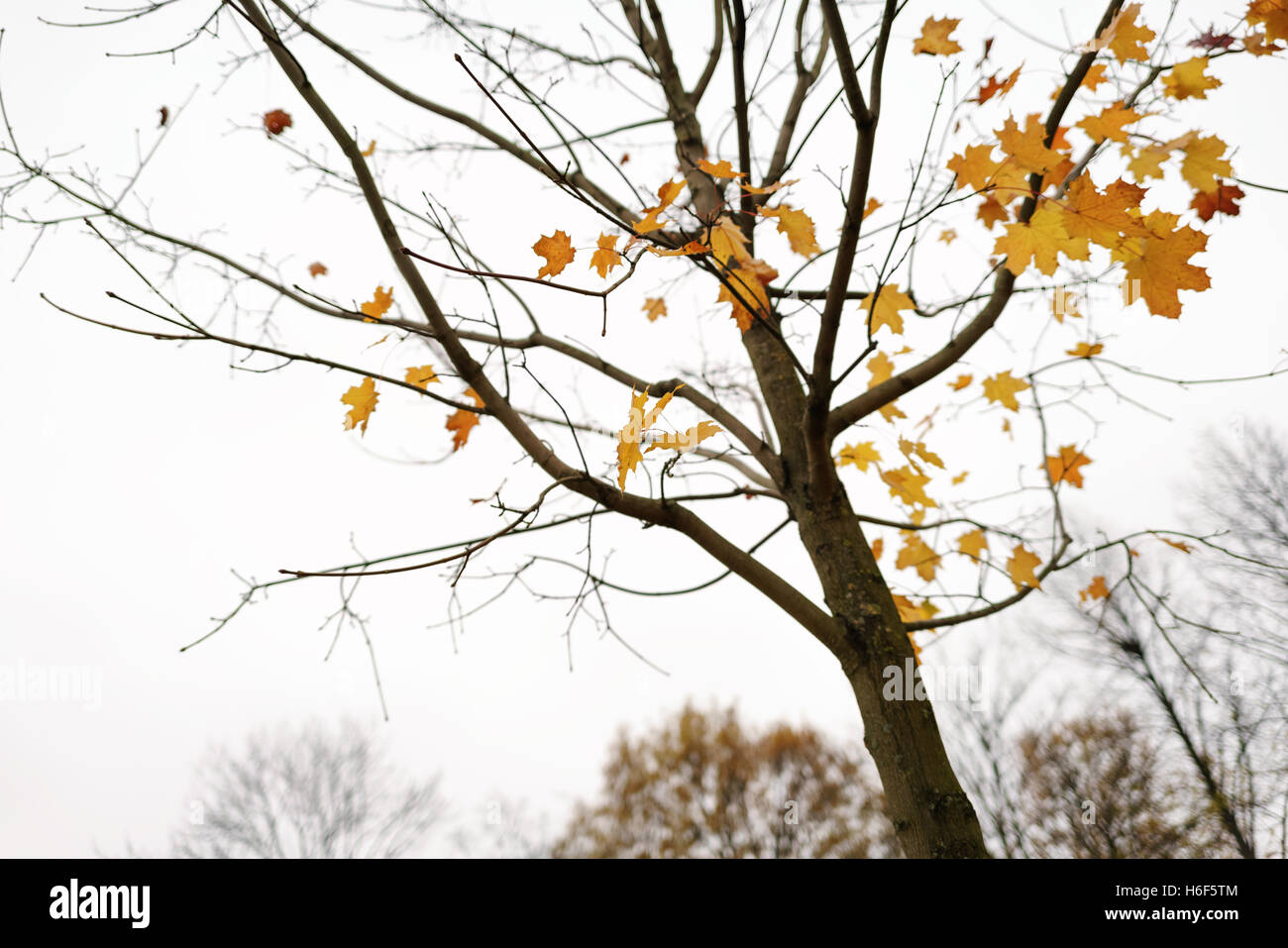 Autumn leaves on tree last hi-res stock photography and images - Alamy
