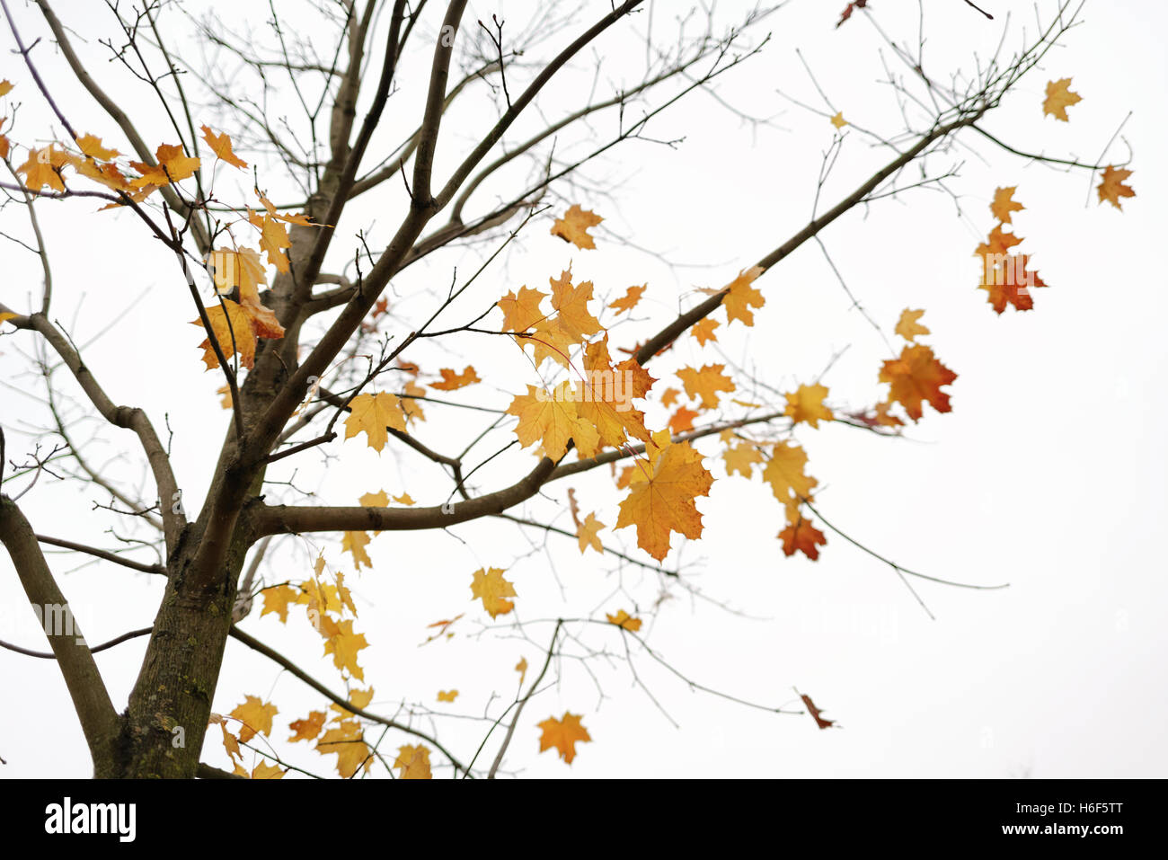 Tree With Few Leaves Stock Photos & Tree With Few Leaves Stock Images ...