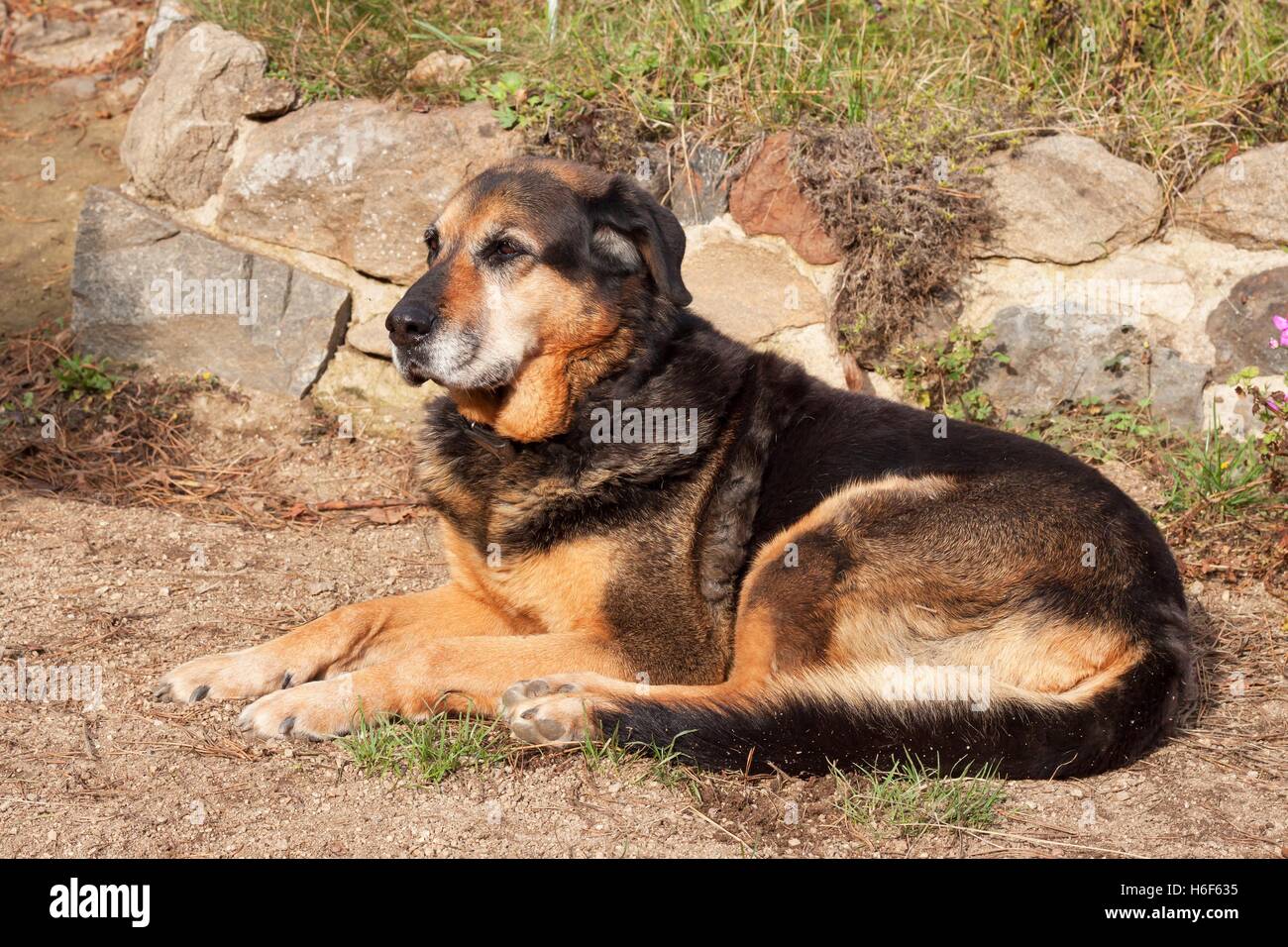 Old sad dog lying in the garden. Sad look. Rest in old age. Sick dog ...